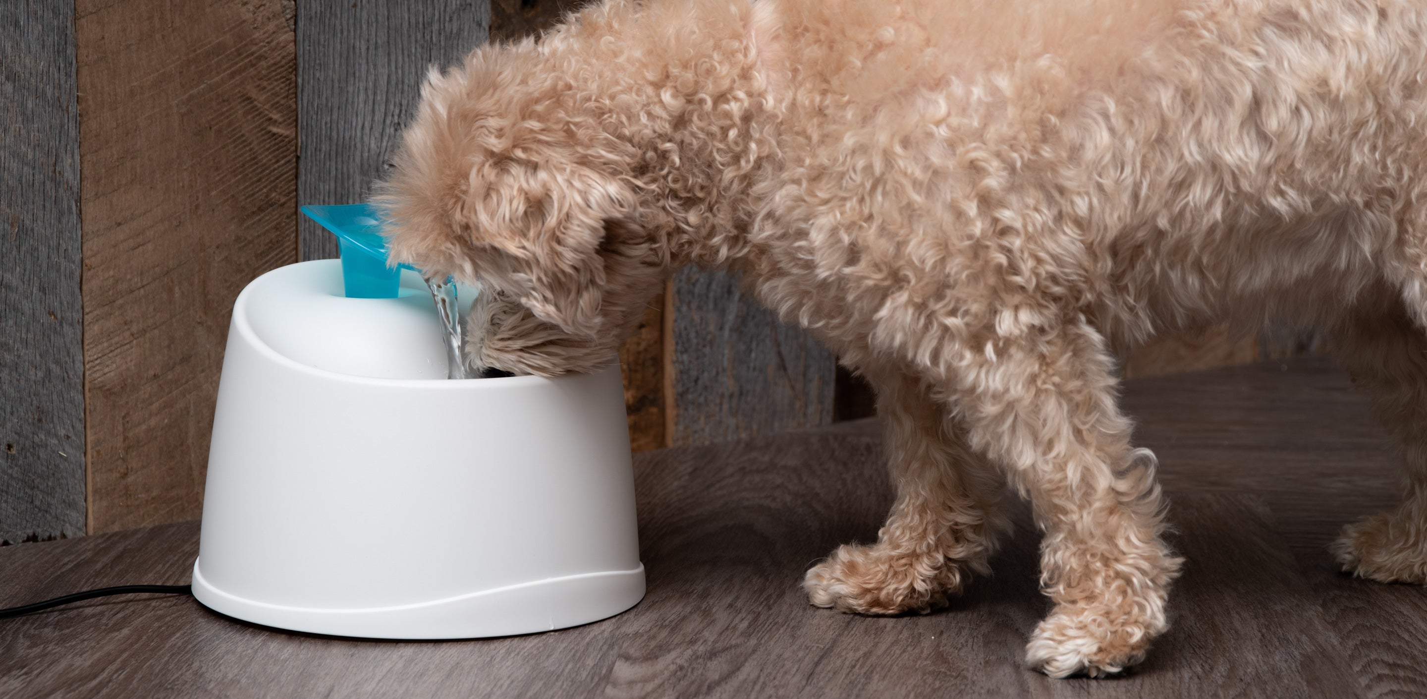 Q&A: Pet Hydration Tips – IRIS USA